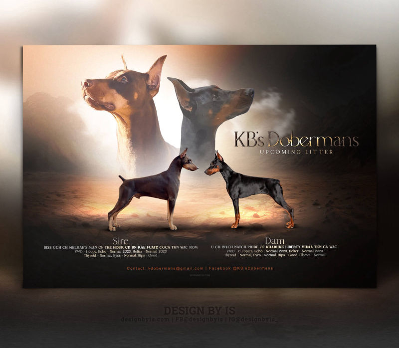 GRAPHIC DESIGN FOR BREEDERS. EQUESTRIAN ADS. LITTER ANNOUNCEMENTS
